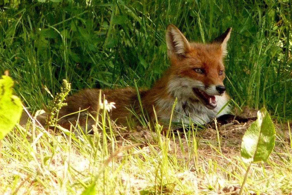 Unser heimisches Wild | Jägerschaft des Landkreises Uelzen e. V.